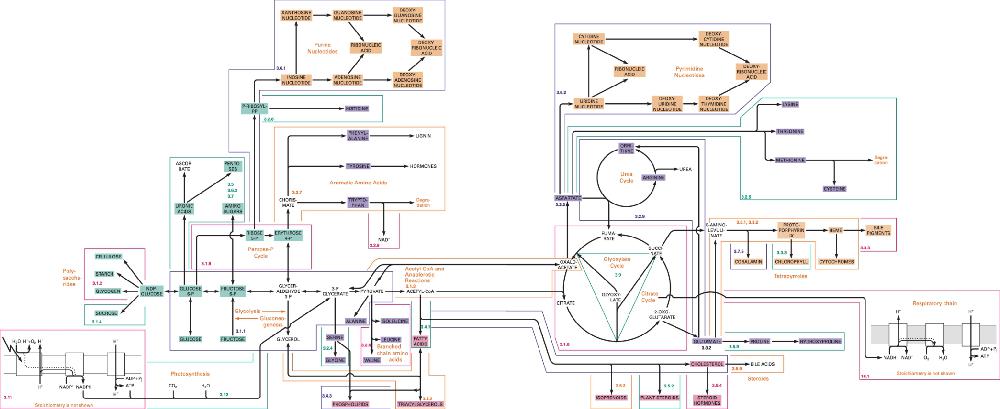 [PDF] Biochemical Pathways by Gerhard Michal eBook | Perlego