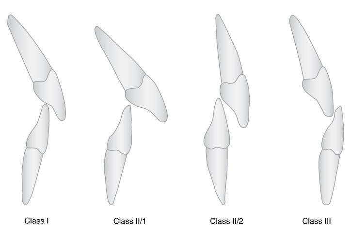 [PDF] Basic Guide to Orthodontic Dental Nursing by Fiona Grist eBook ...