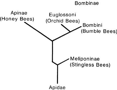 [PDF] The Biology of the Honey Bee by Mark L. Winston eBook | Perlego