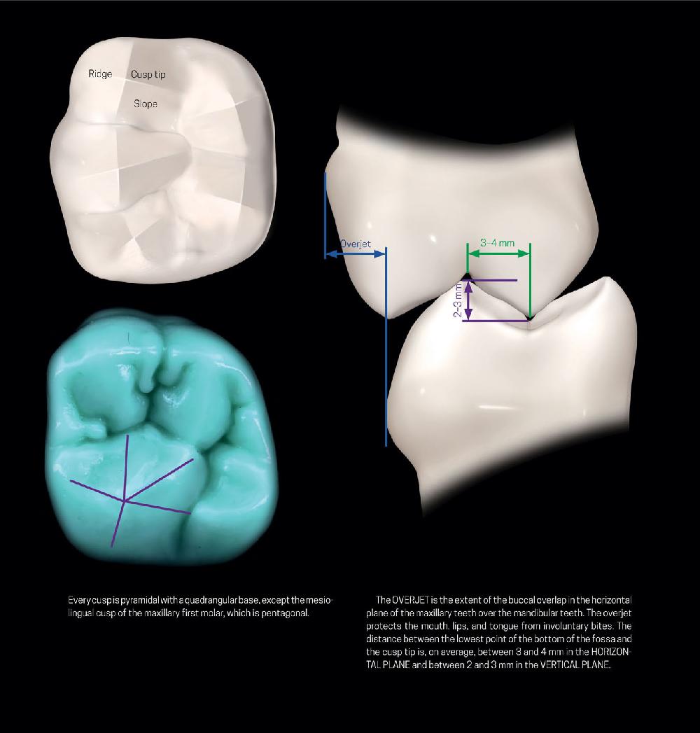 [PDF] Dental Anatomy and Morphology by Hilton Riquieri eBook | Perlego