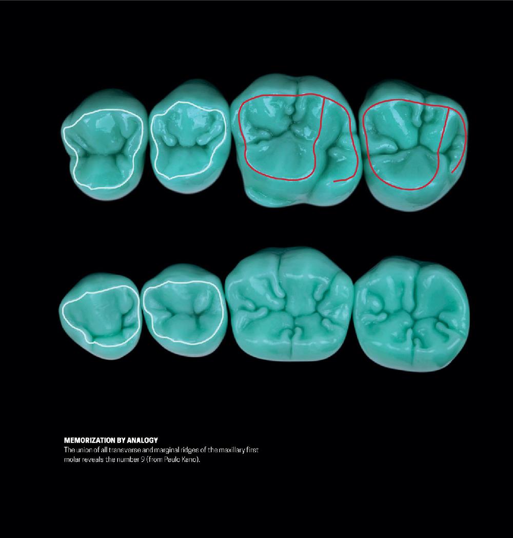 [PDF] Dental Anatomy and Morphology by Hilton Riquieri eBook | Perlego