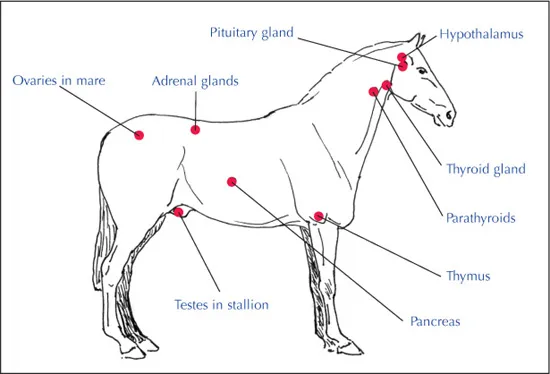 [PDF] Horse Senses by Susan McBane | 9780367381776, 9781482261509