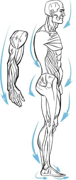 [PDF] FORCE: Drawing Human Anatomy by Mike Mattesi eBook | Perlego