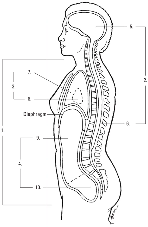 [PDF] Anatomy & Physiology Workbook For Dummies with Online Practice by Erin Odya, 3rd edition ...