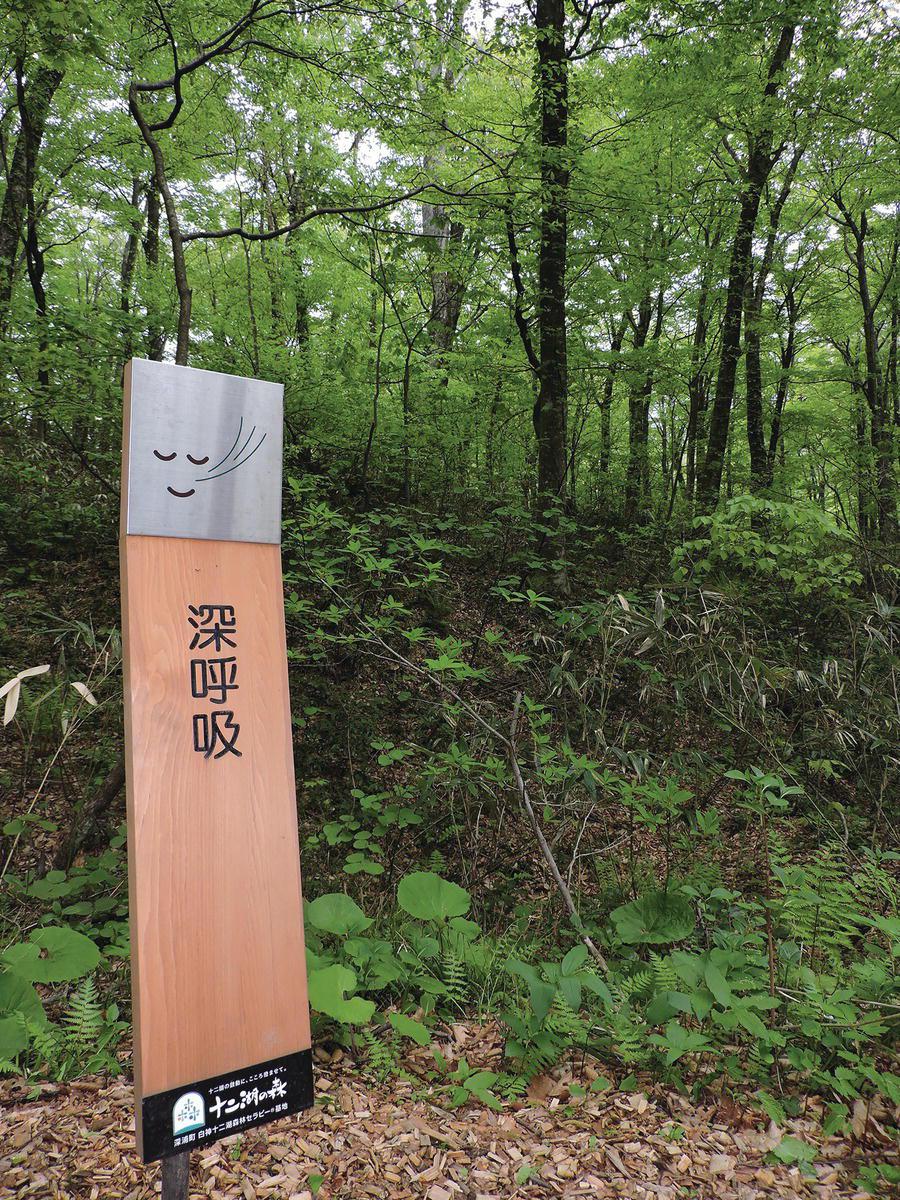 [PDF] Applied Tree Biology by Andrew Hirons eBook | Perlego