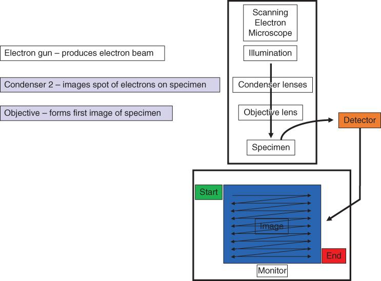 [PDF] Biological Field Emission Scanning Electron Microscopy by Roland ...