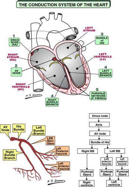 [PDF] ECG from Basics to Essentials by Roland X. Stroobandt eBook | Perlego